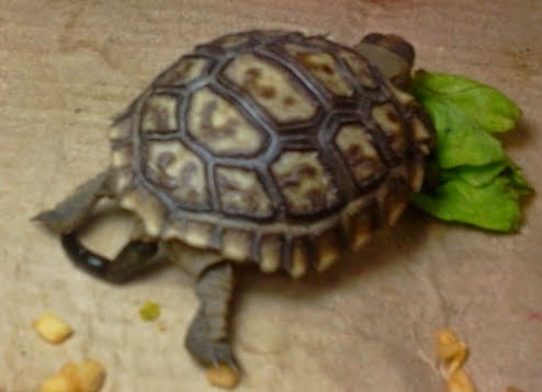 La vida de mi tortuga Solcito ♥: ¿Cómo defecan las tortugas? (vídeo)