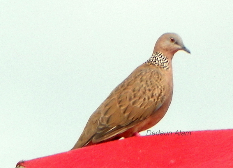 Dedaun Alam: Tekukur