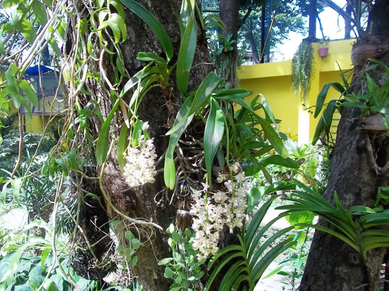 MANDALUYONG'S HIDDEN EDEN: Mandaluyong's Orchidarium, My Hidden Eden