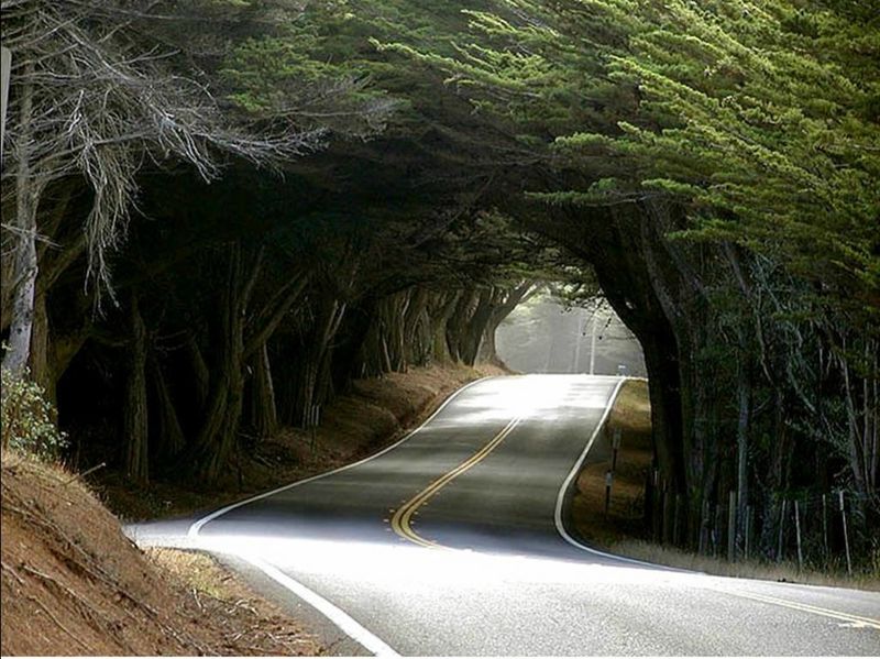 Beautiful World : The Most Beautiful Tunnels of Trees From Around the World