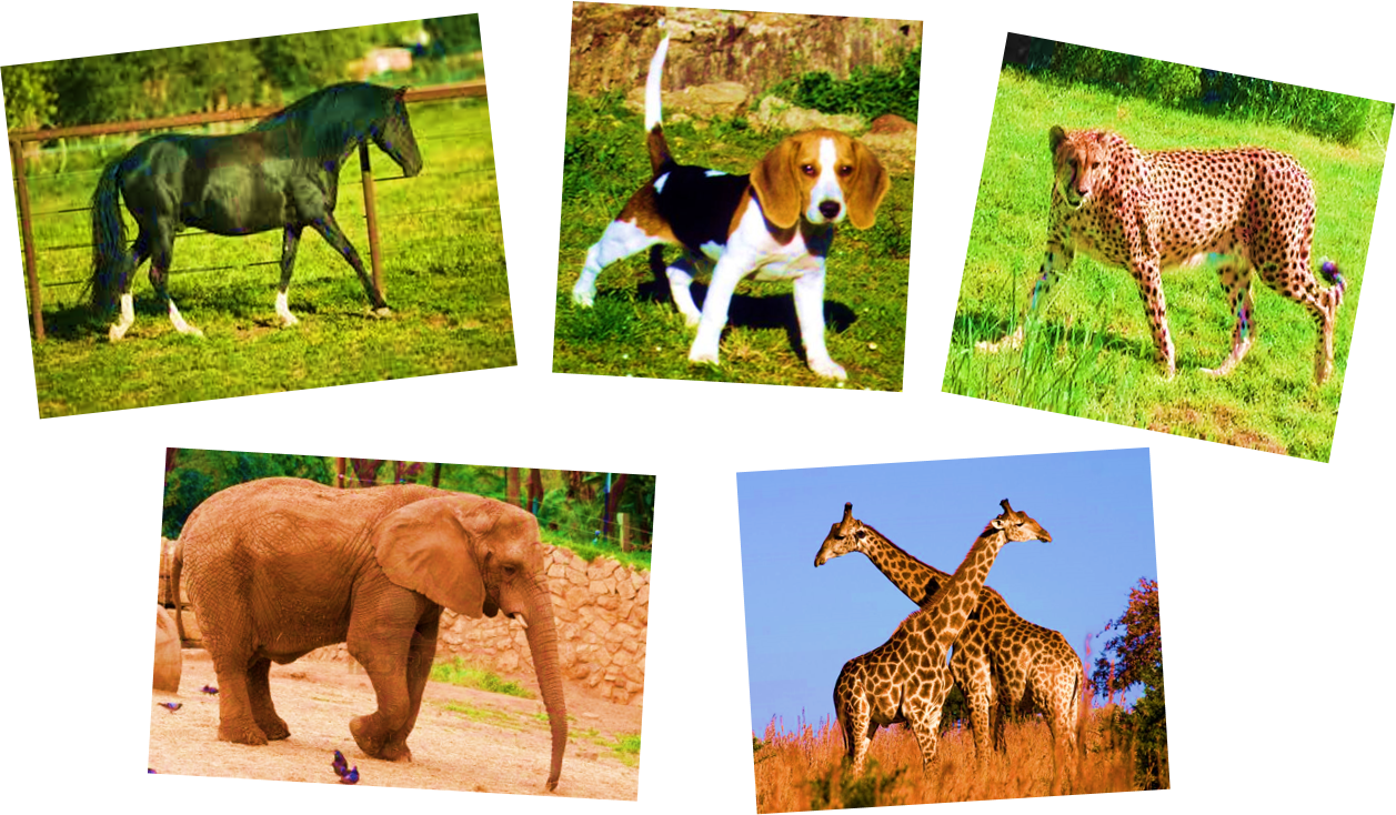 LOS ANIMALES: 7. Según su capacidad de movimiento