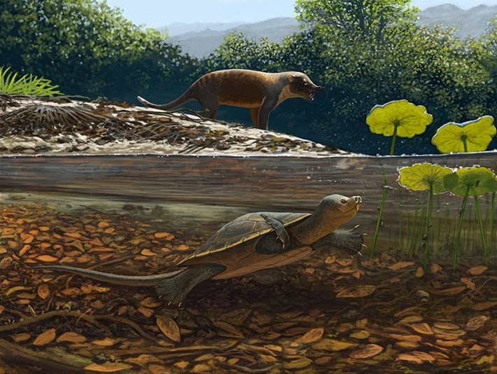 Species New to Science: [Paleontology • 2021] Palatobaena knellerorum ...