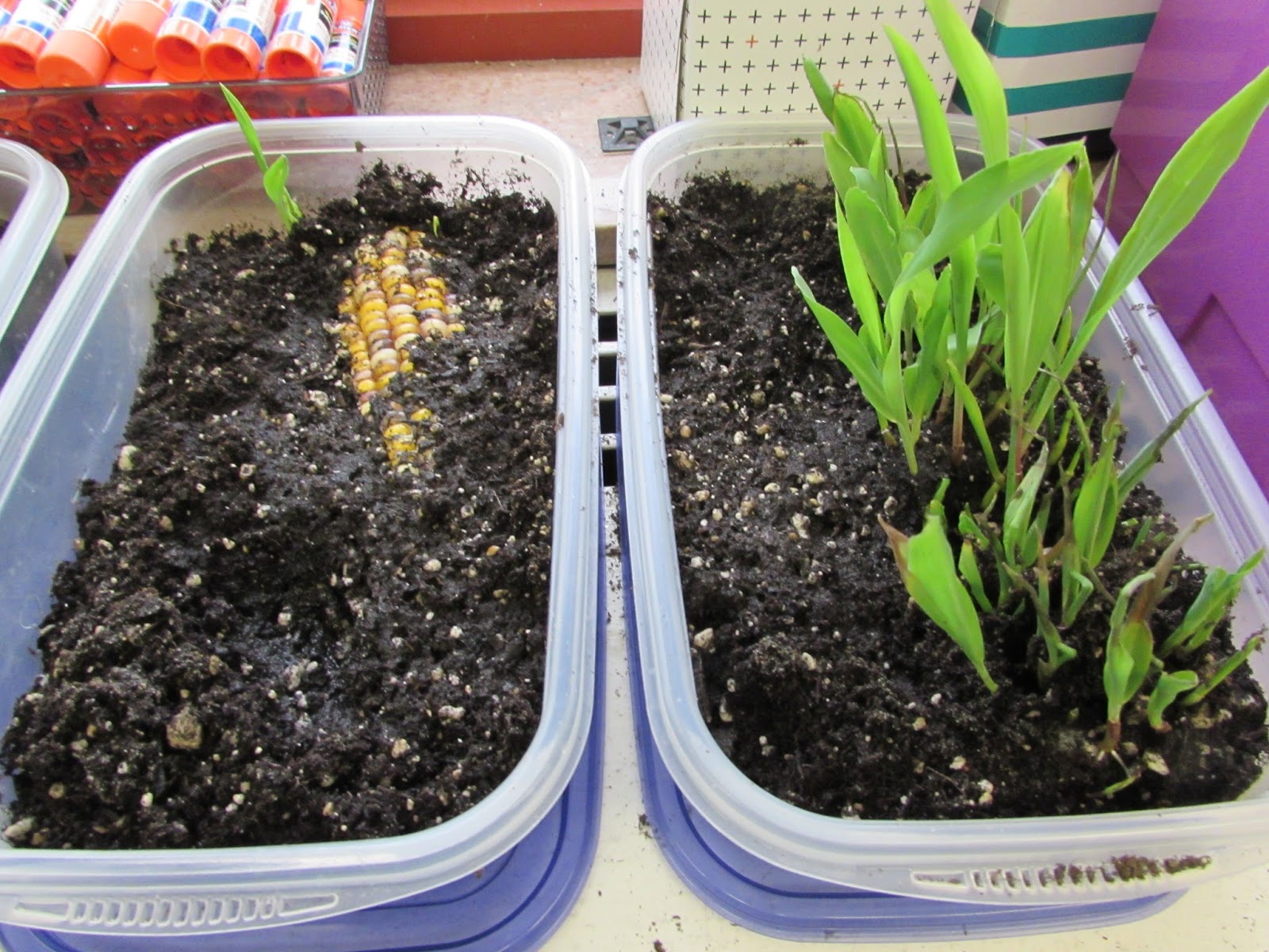 Growing a STEM Classroom: Growing Indian Corn ~ A Monthly STEM Challenge