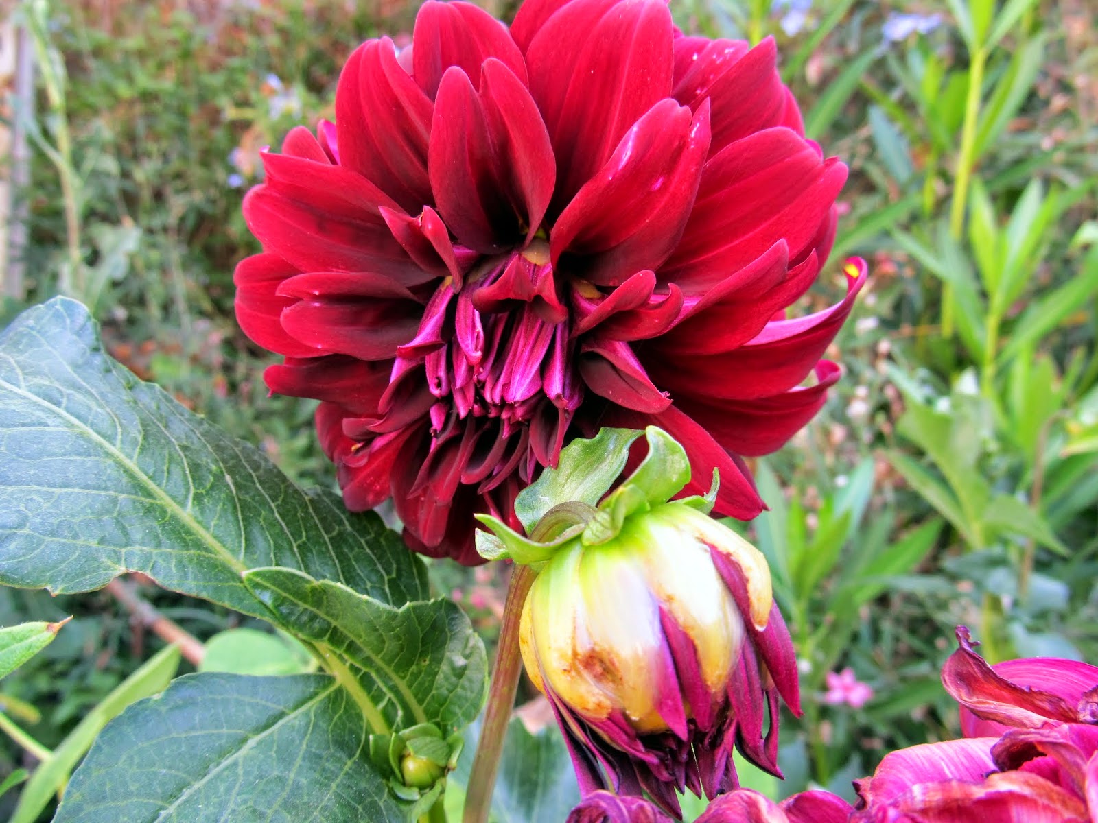 Cittaslow Botanik Park: DALYA / YILDIZ ÇİÇEĞİ