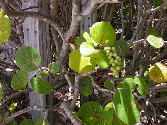Barbados Flora & Fauna: Seaside Plants & Trees in Barbados