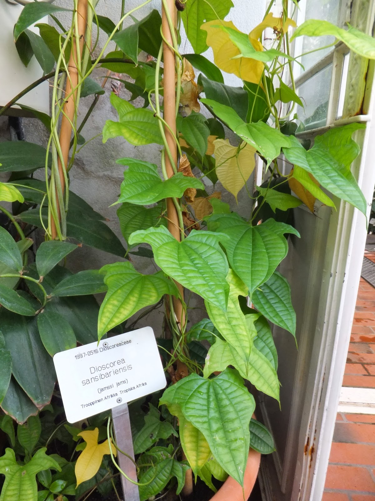 Annen jutut: KASVITIETEELLINEN PUUTARHA HELSINKI 6