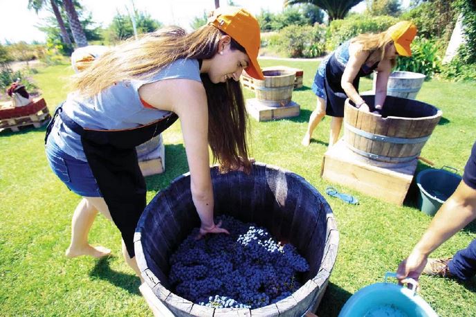 Fiesta de la vendimia Chile - Travel Chile | Qué hacer | Dónde ir