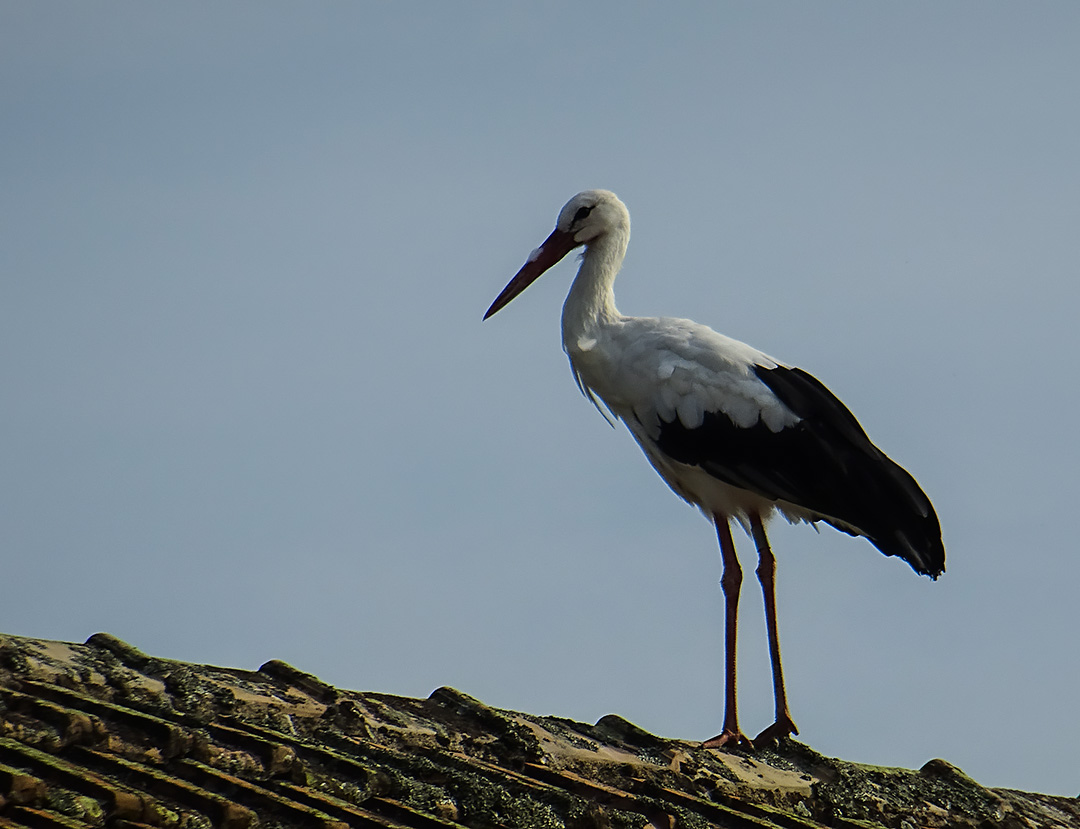 Beppans allehanda: 2019