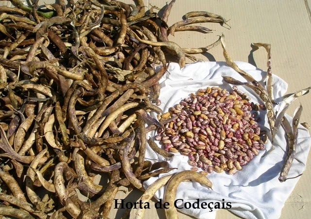 HORTA DE CODEÇAIS: Feijão seco