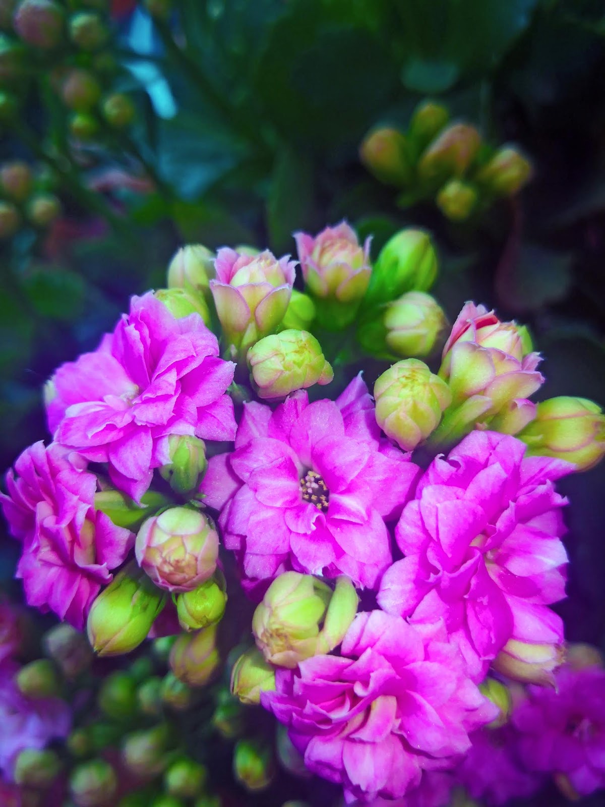 Longevity flower, many pink and red small flowers, very beautiful and ...