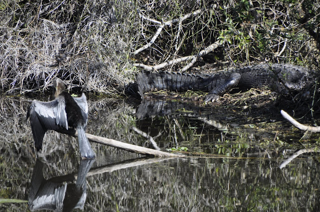 My Retiring Life: “Don't call the alligator big mouth till you have ...