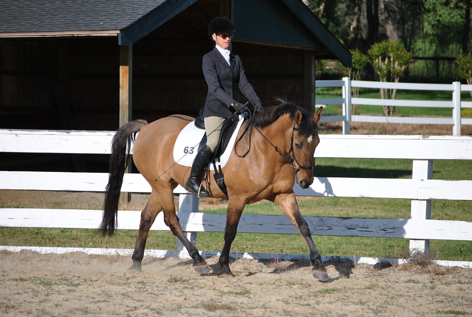Mustang Adventures: First dressage show and two blue ribbons!