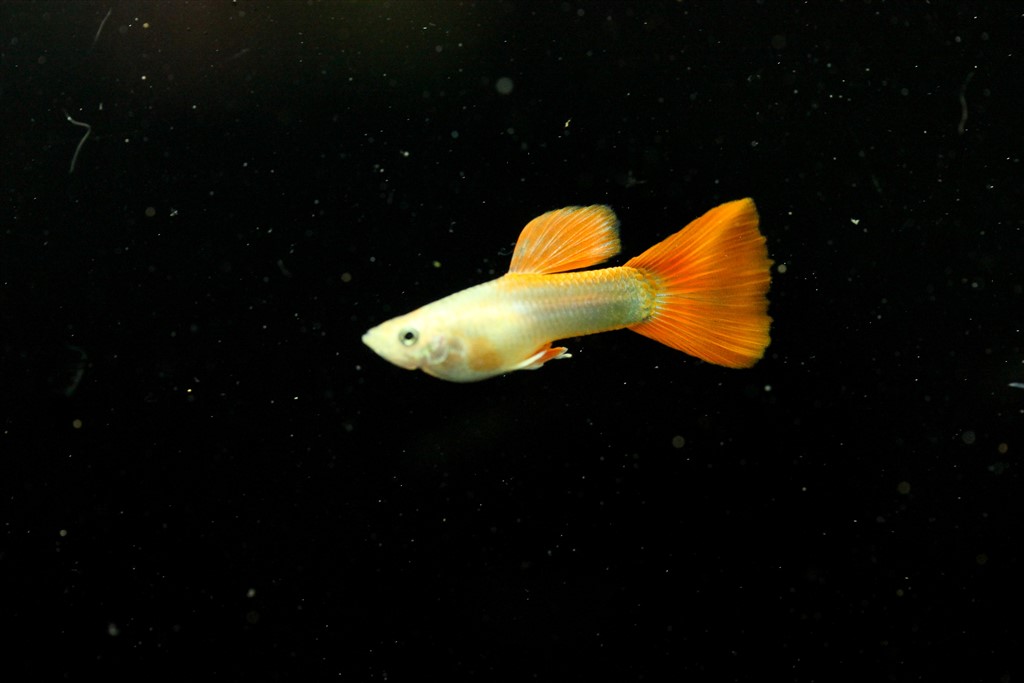 Guppy HB Red | All About Guppy in The World