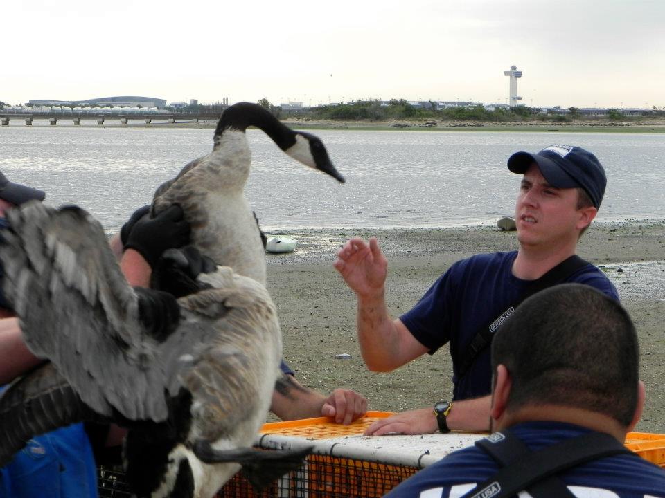 Tales, Tails and Feathers of New York -- PCA: USDA Jamaica Bay Goose ...
