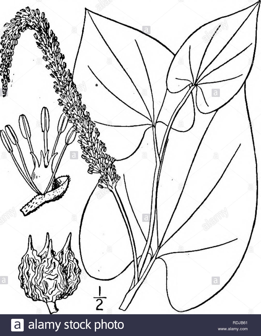 PLANT FAMILIES OF PUERTO RICO AND FLORIDA PAPO VIVES: SAURURACEAE ...