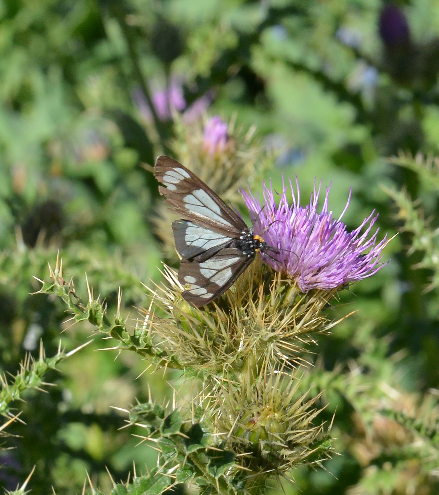 A school of fish: Bee photographs