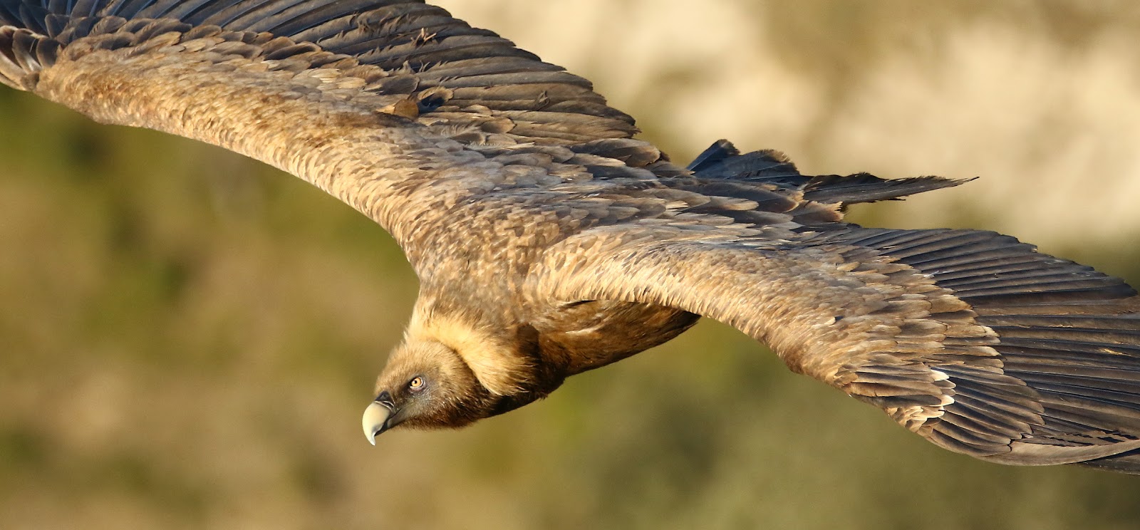 Javier lópez de Bergara: Buitres en vuelo