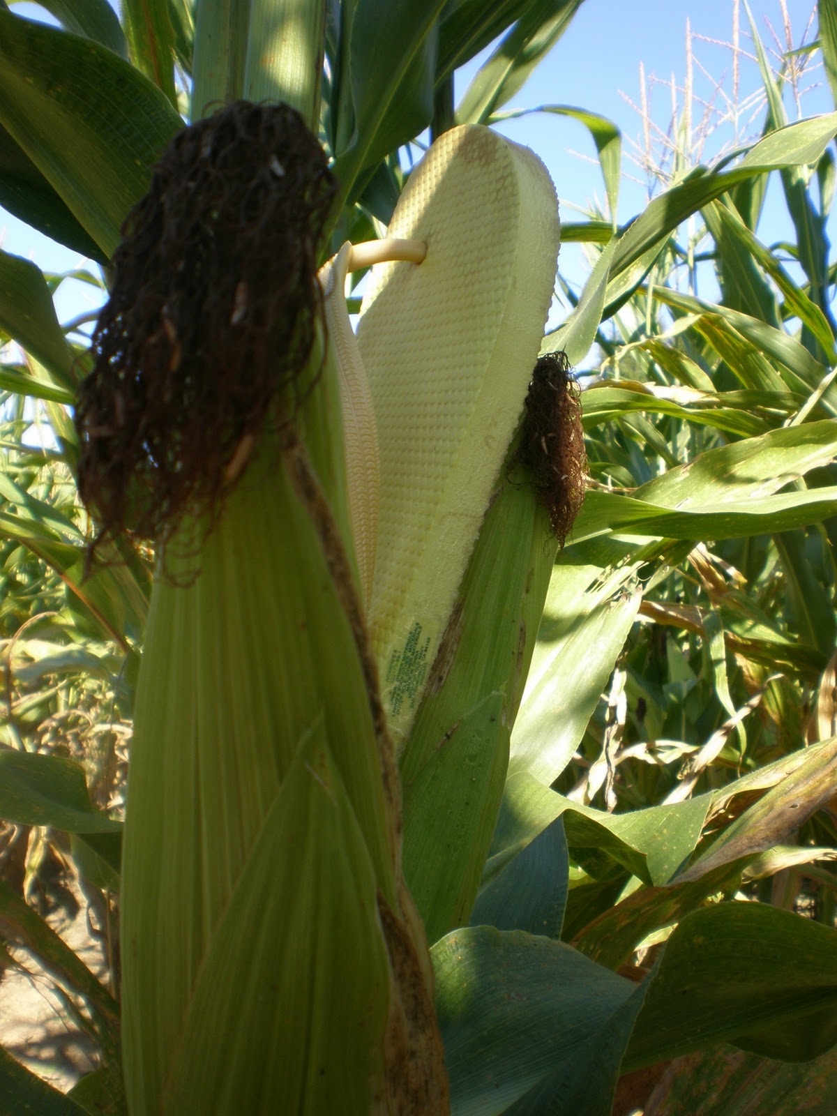 Perspicacity: Wordless Wednesday (A"Maze"Ing Corn Edition)