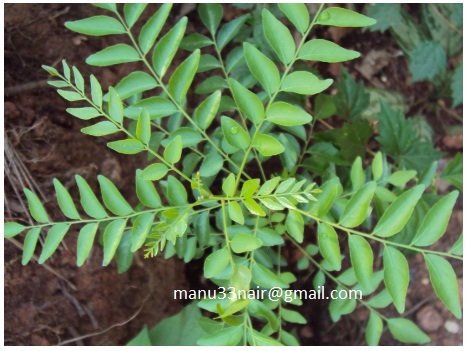 papanasini: CURRY LEAF ( KARIVEPPILA)