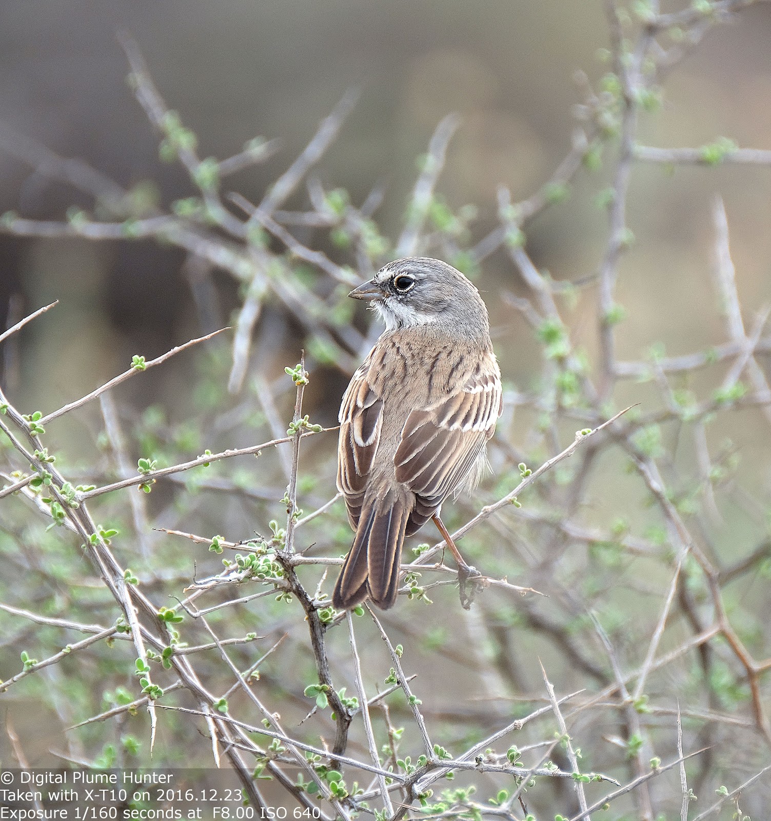 Hunting Digital Plumes in the US and Beyond: Spectacular Sparrows of ...