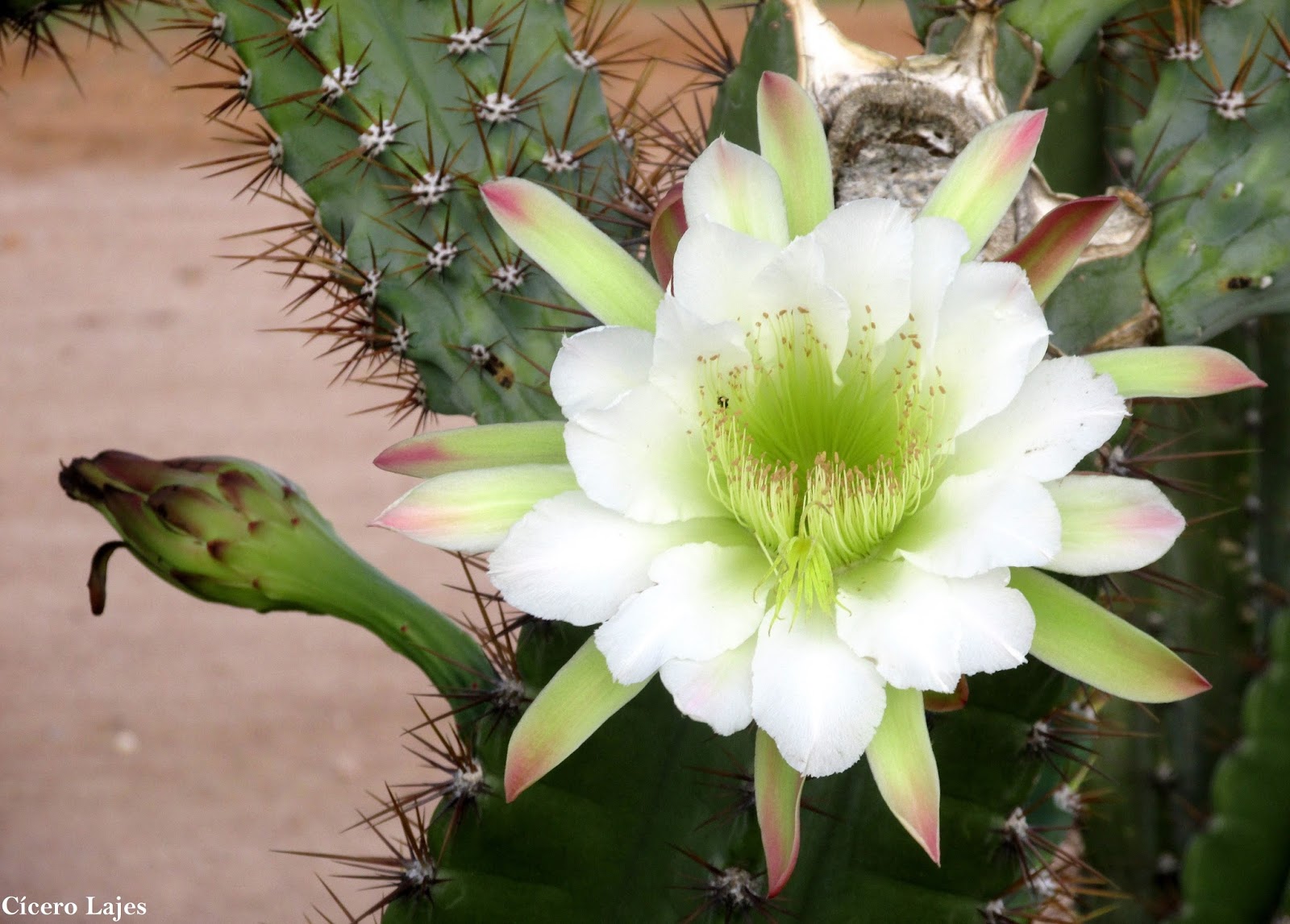 Cícero Lajes: PRESENTE DA NATUREZA: FLOR DO MANDACARU / CARDEIRO