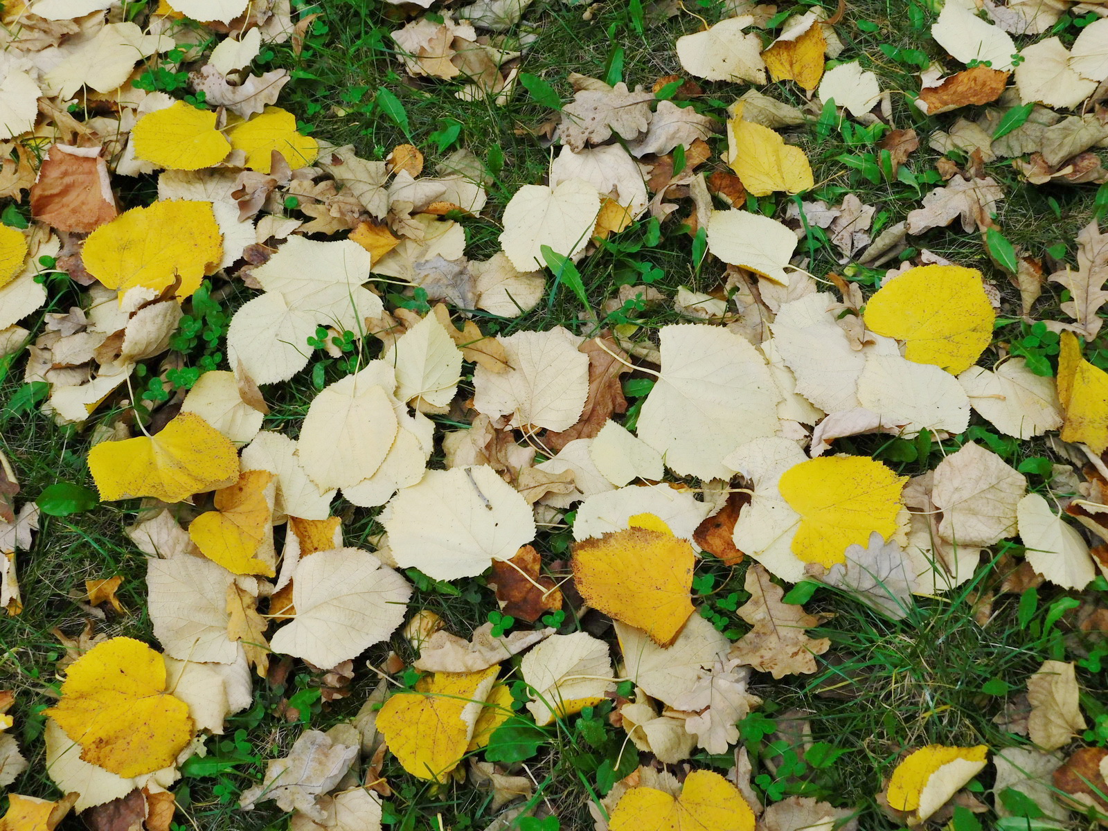 LA MULTI ANI, ROMANIA!: Frunze de tei căzute