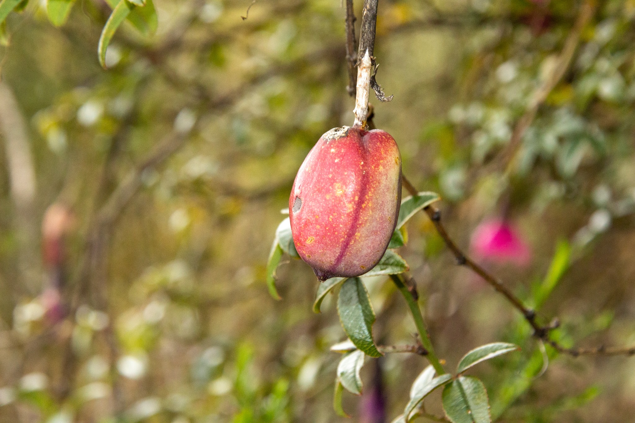 ALTA GRACIA CON LA FE Y LA VERDAD: Redescubren antigua especie de ...