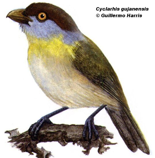 Argentina nativa: Juan chiviro (Cyclarhis gujanensis)
