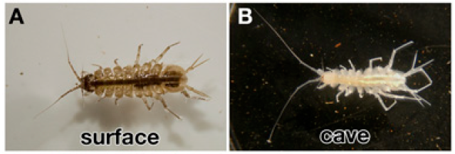 NeuroDojo: June 2011