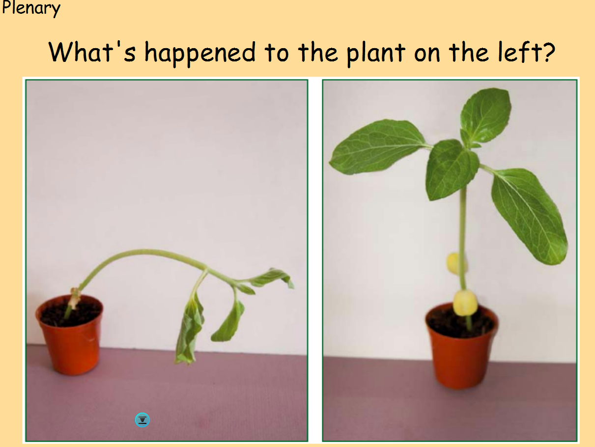 Year 2: Science - similarities and differences of flowering plants