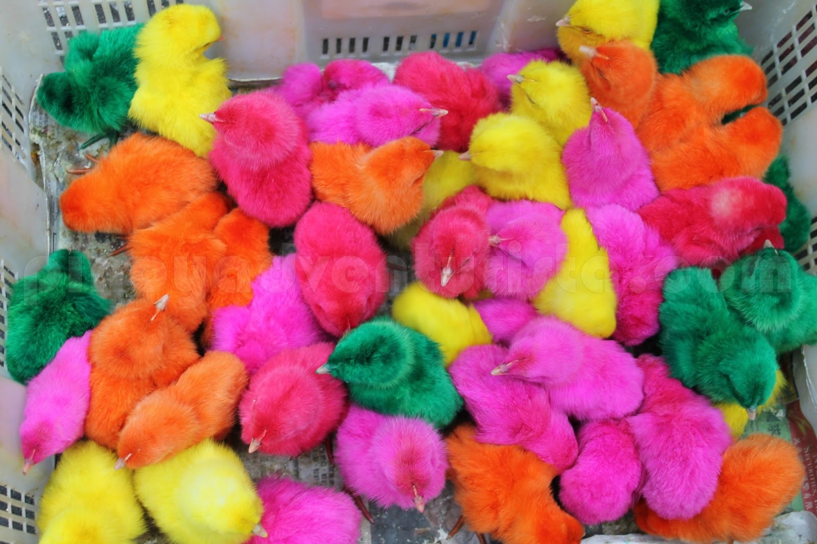 Manila - "Temple Run", A Chinese New Year Photo Walk in Binondo with ...