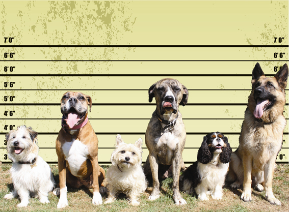 Klausvalencia, educación canina en positivo: Perro Potencialmente ...