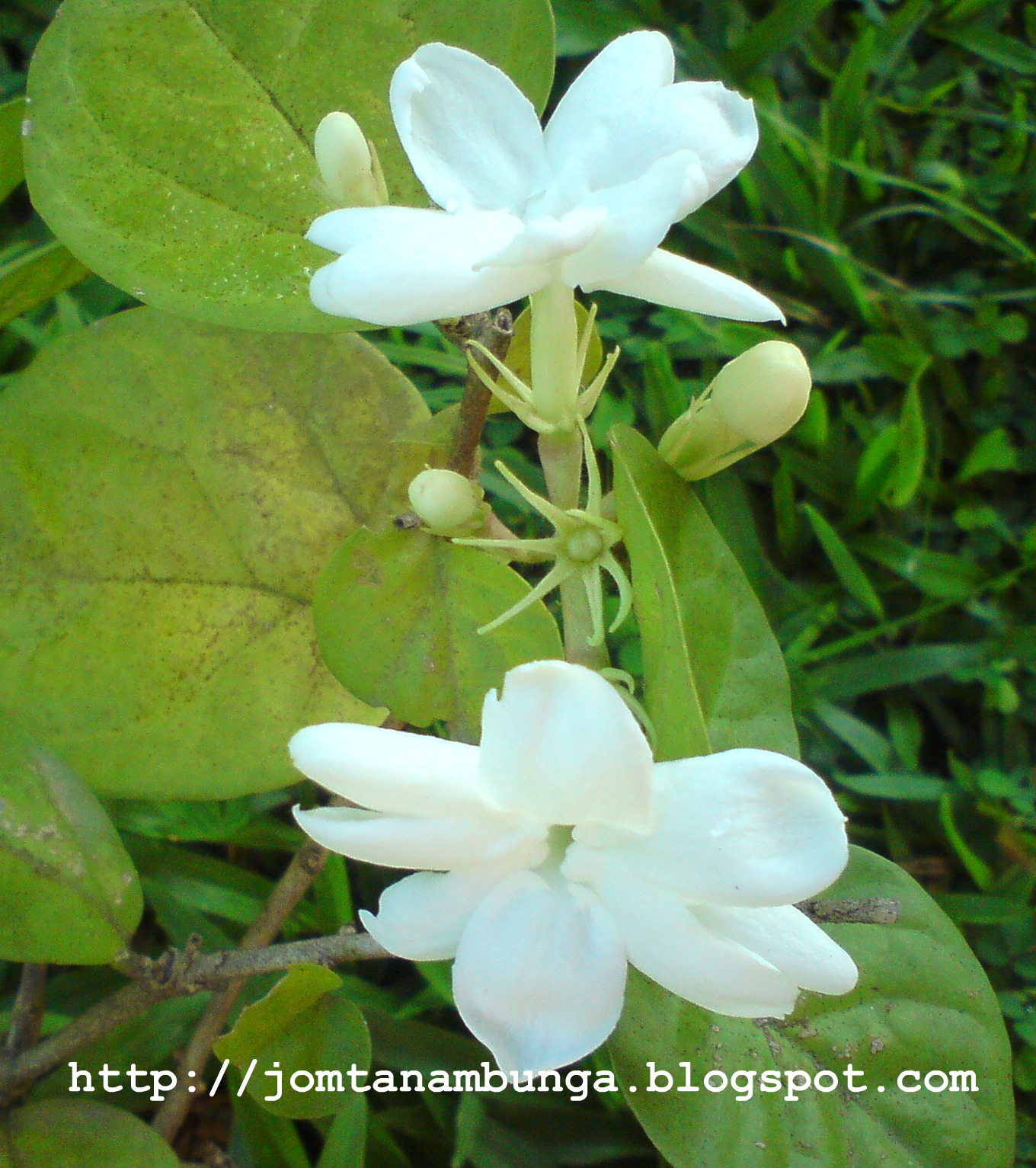 Jom Tanam Bunga: Wangi Si Putih