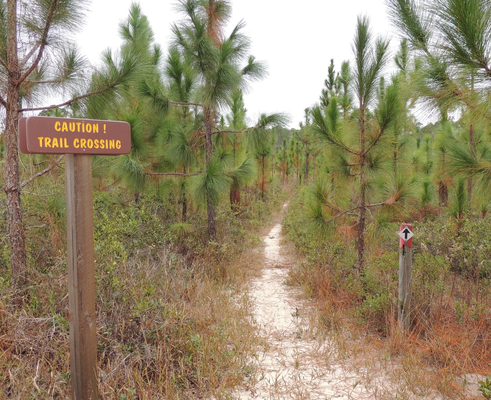 1000 Hikes in 1000 Days: Day 752: Pine Log State Forest - Crooked Creek ...