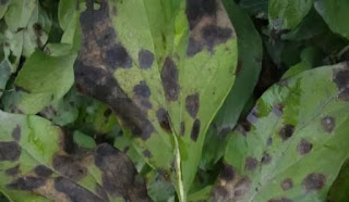 Paeonia Rockii: Common diseases and insect pests of tree peony