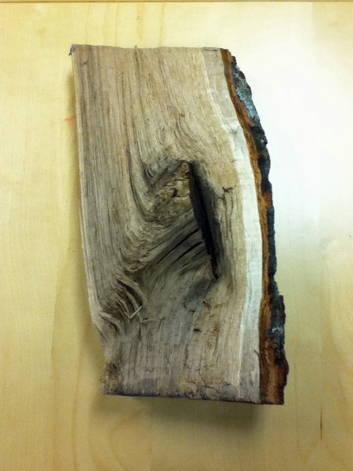 Tree Care Canada: The Joy of Wood Anatomy