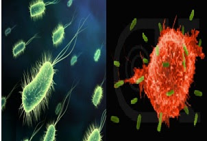 El Mundo de los Microbios: DEFINICION DE MICROBIO