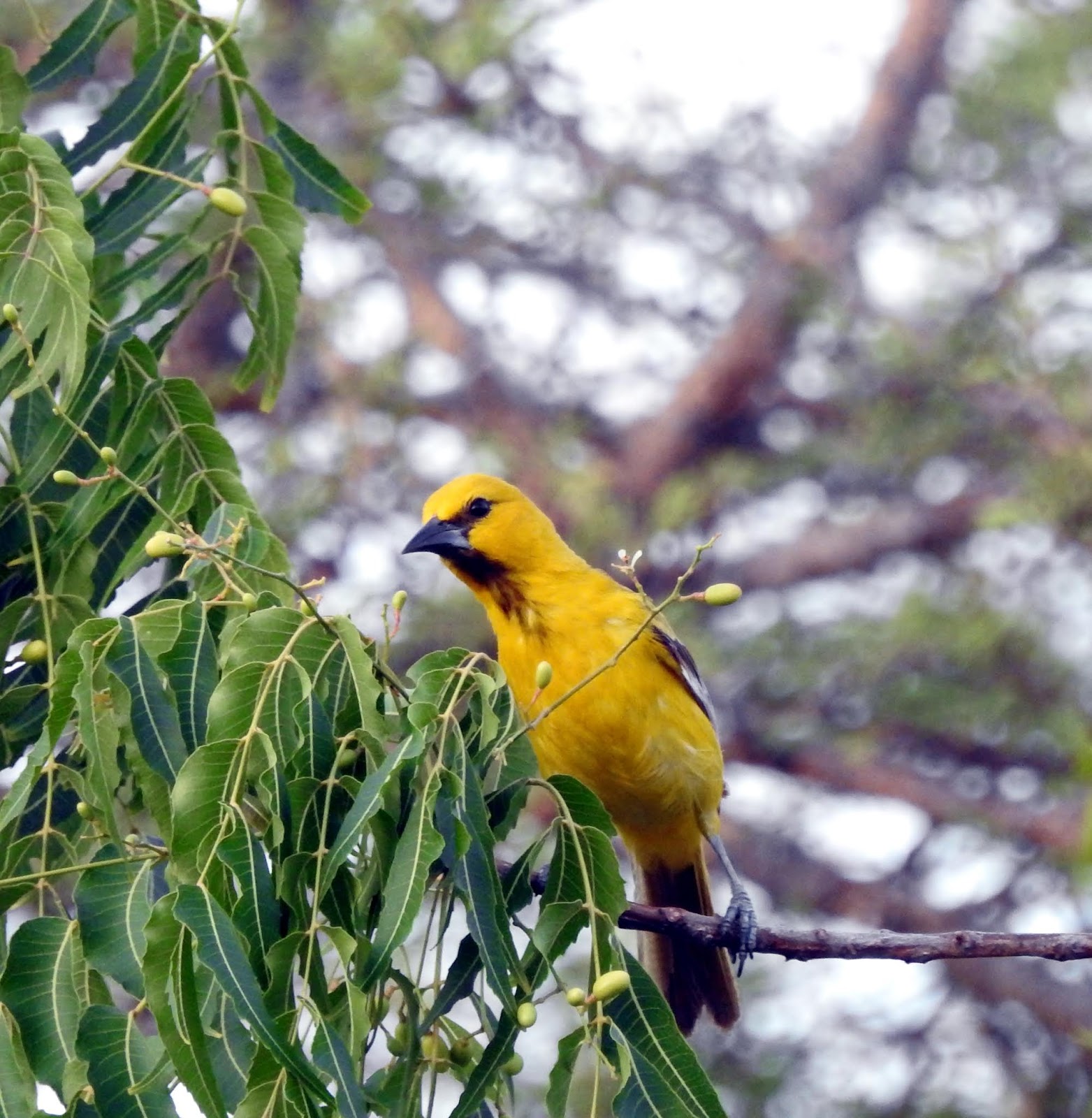 Hiking Curaçao - Flora and Fauna: Bird pond. More daily visitors. 2020