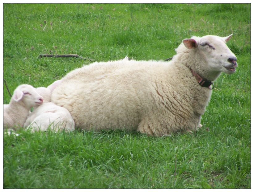 Sheep lie down