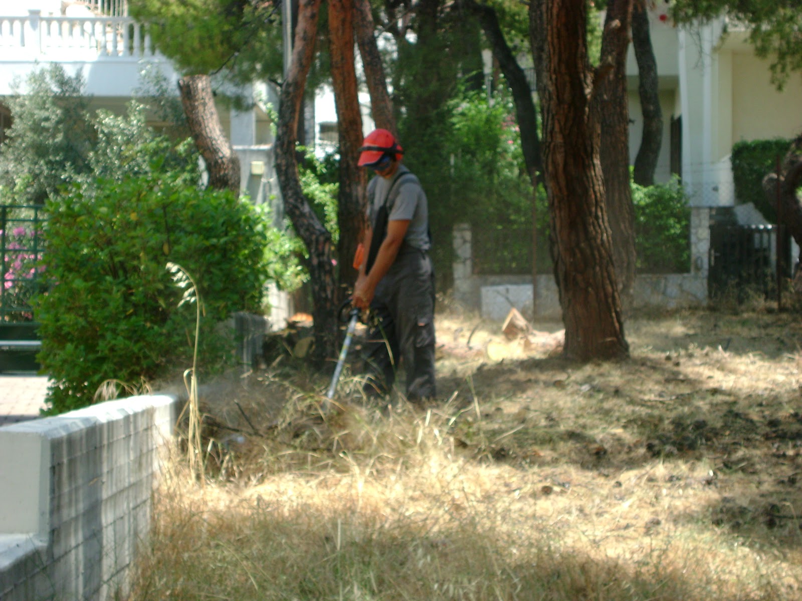 ΔΕΝΔΡΟ & ΤΕΧΝΗ ΚΛΑΔΕΜΑ - ΚΟΠΗ - ΚΑΘΑΡΙΣΜΟΣ - ΠΛΥΣΙΜΟ - ΔΕΝΔΡΩΝ