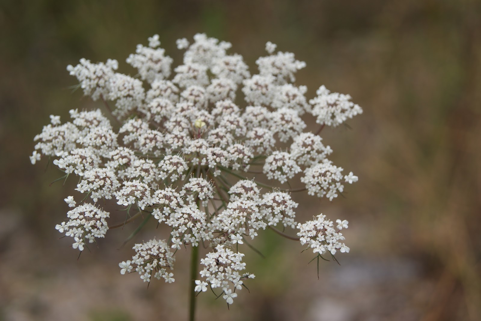 EL MUNDO DE YUYU: Flor de Anís