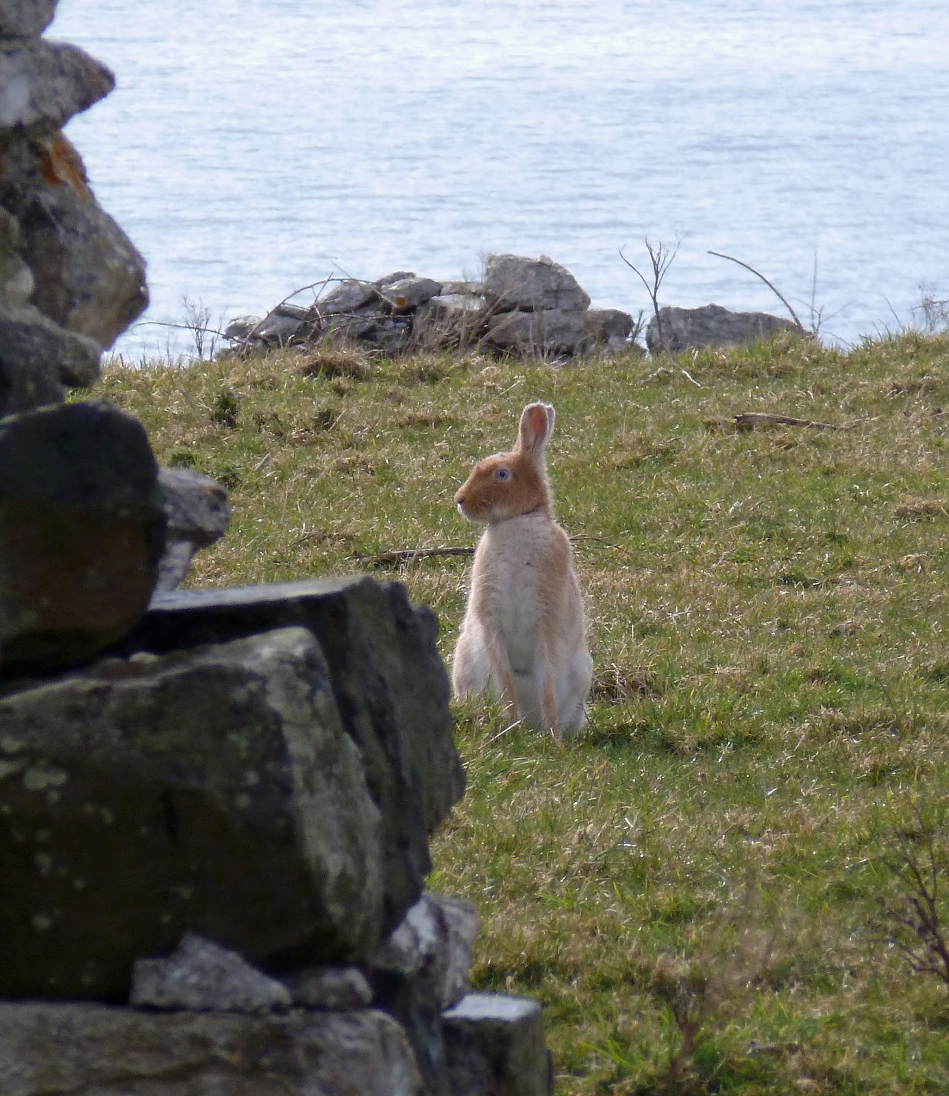 Patch Birding Ireland: Spring arrives on Rathlin - Visits 7&8