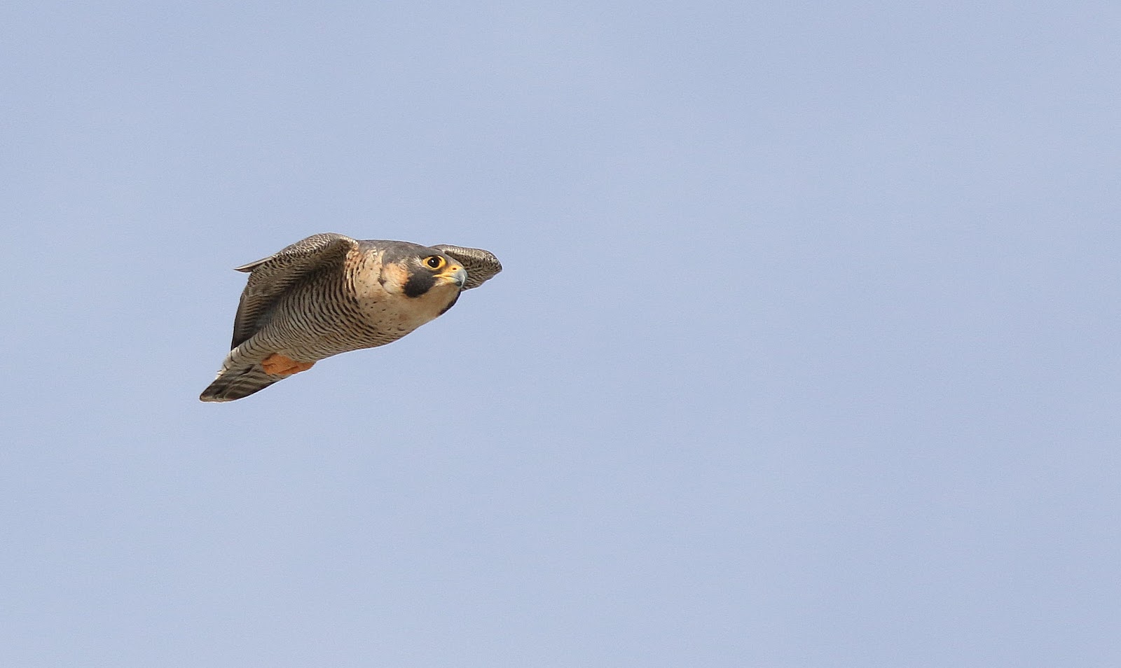 rapaces diurnas de cataluña: 14-12-2019 Halcón peregrino cazando