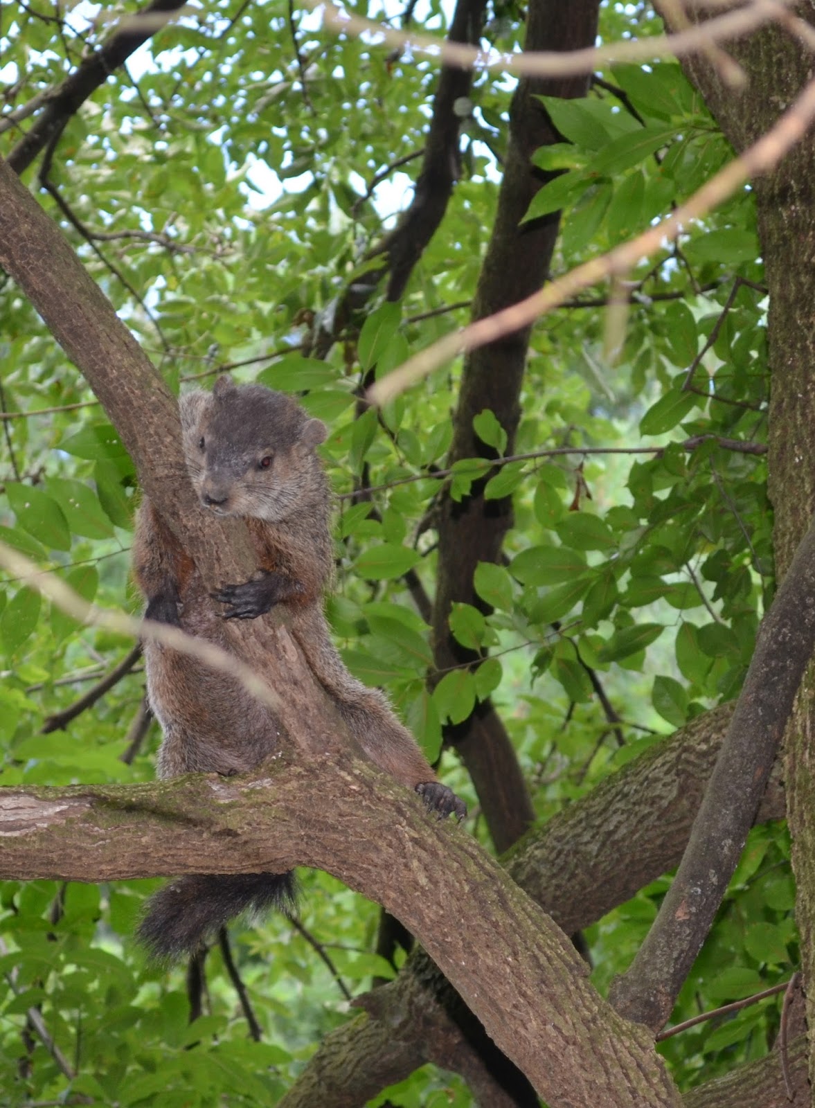 From My Hearth to Yours: Stuck on a Limb? How to Rescue Animals Trapped ...