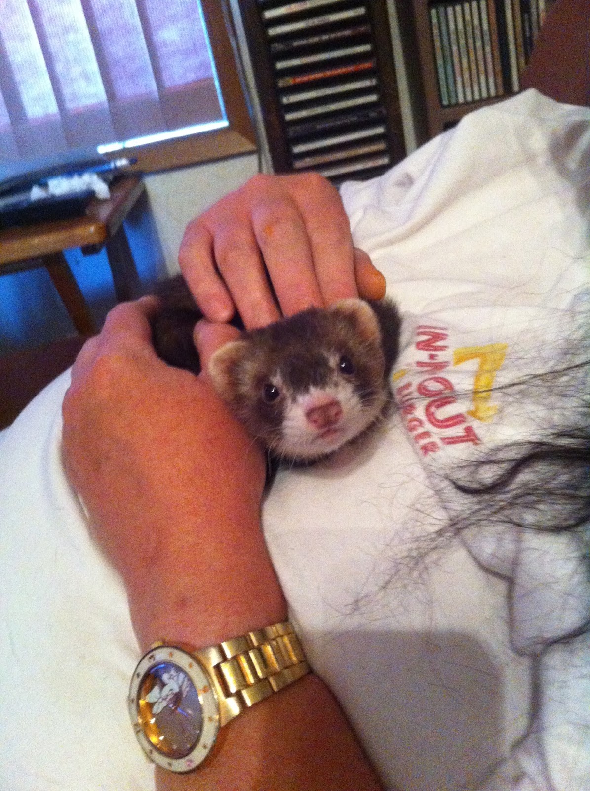 Ferret Addiction: "My new ferret bites and is mean!"