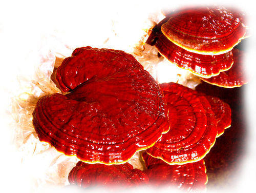 What is Ganoderma?