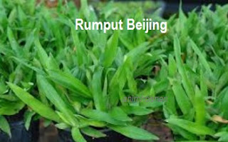 Anim Agro Technology: RUMPUT BEIJING - APA DIA?