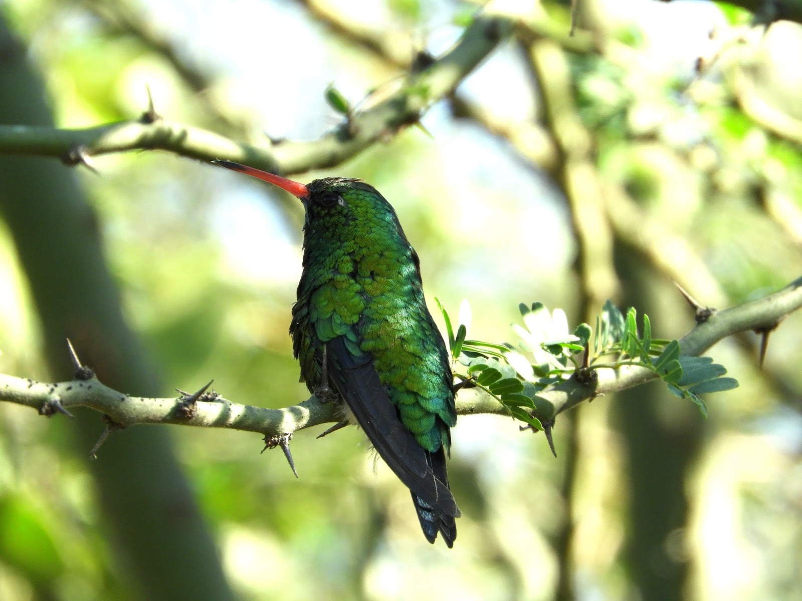 Reserva Natural Formosa: Ambientes, Flora y fauna