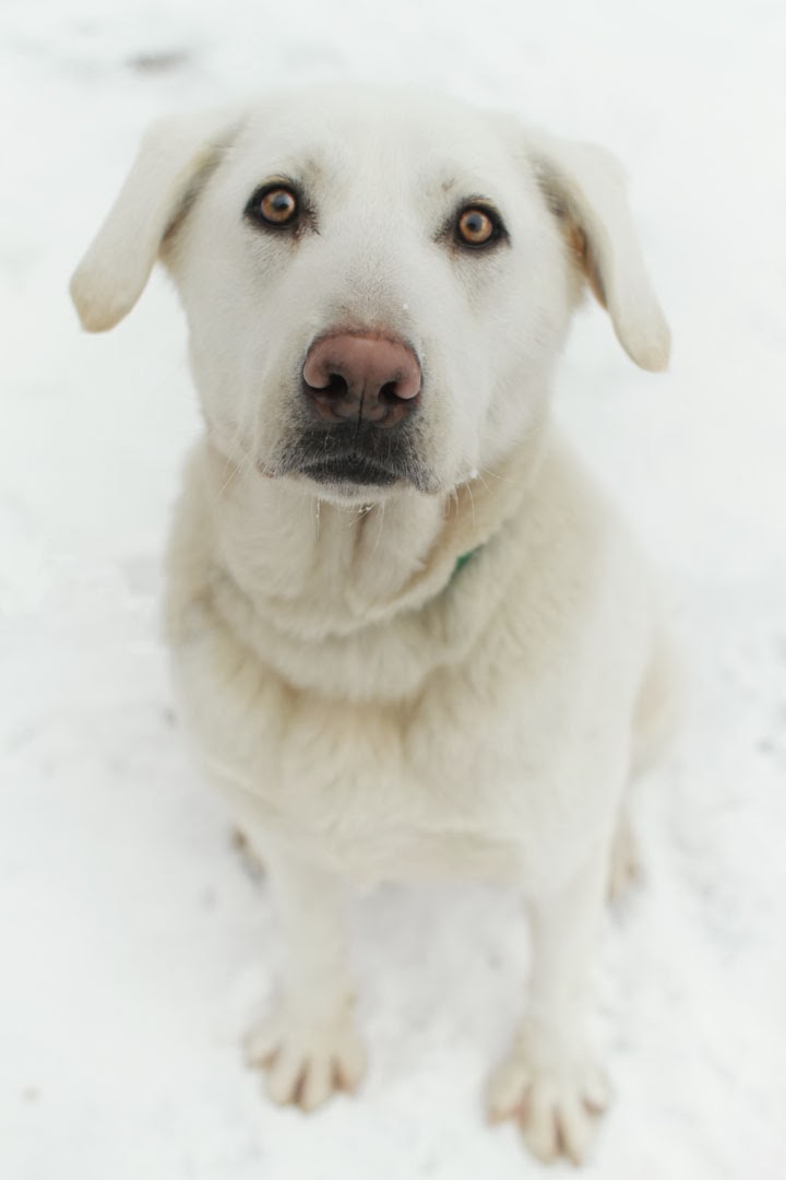 Blanco - Labrador Retriever