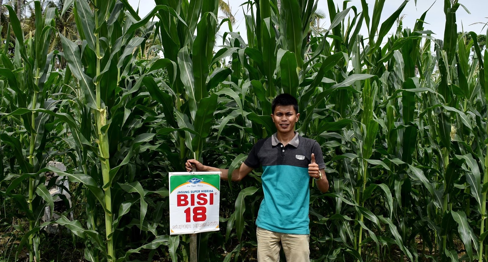 BISI 18, batang kokoh dengan daun yang hijau gelap, dalam penanaman di ...